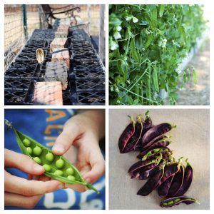 The Recipes | Sixburnersue.com